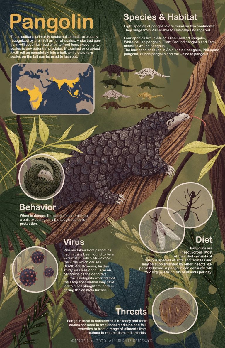 Endangered animals, part 2: The pangolin – The Connector